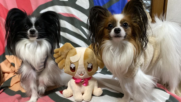 Discuss Everything About Pretty Cure Wiki | Fandom