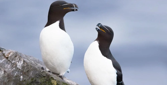 next update will have penguin and auk skins.... | Fandom