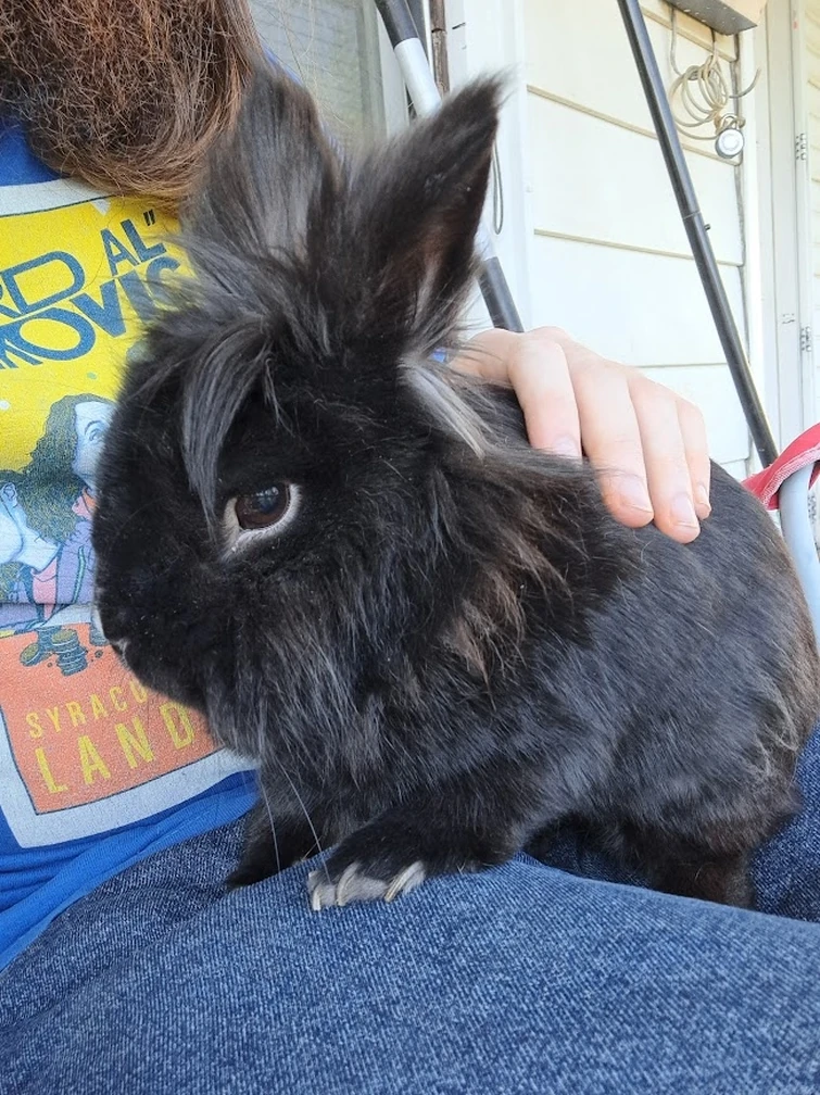 My bunny says hi | Fandom