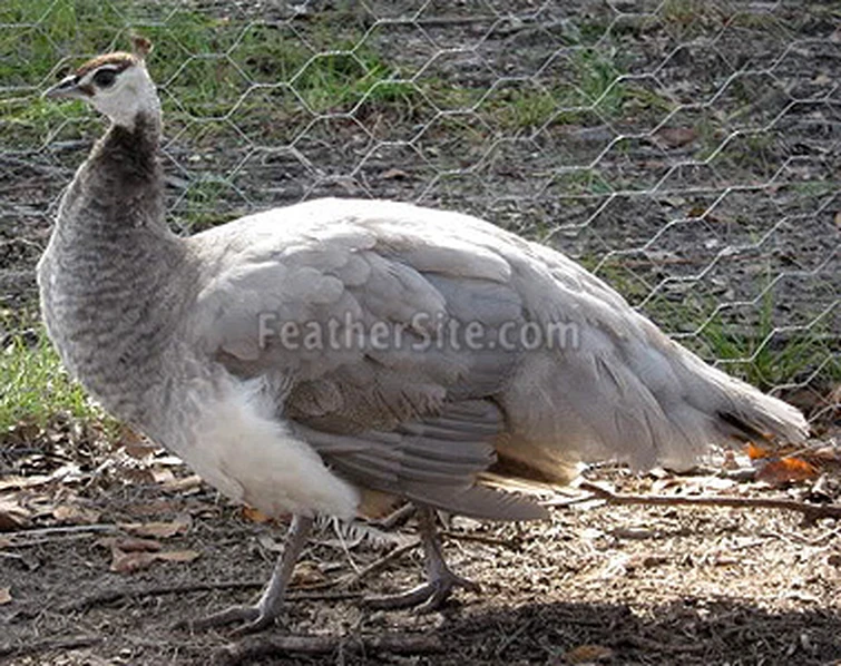 Stella is not a "Swan" | Fandom