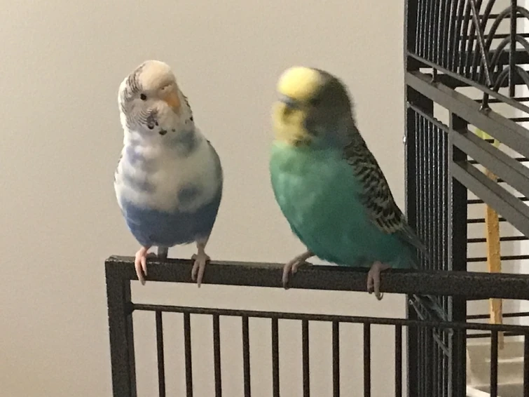 Naut's parrot, Clover! (Colval skin) | Fandom