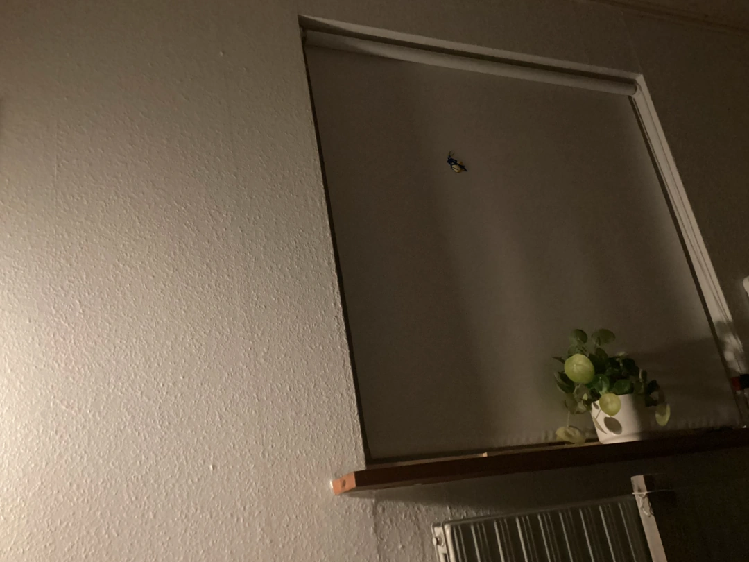 Why!? Why!? WHYYYYYY!?!? | Fandom