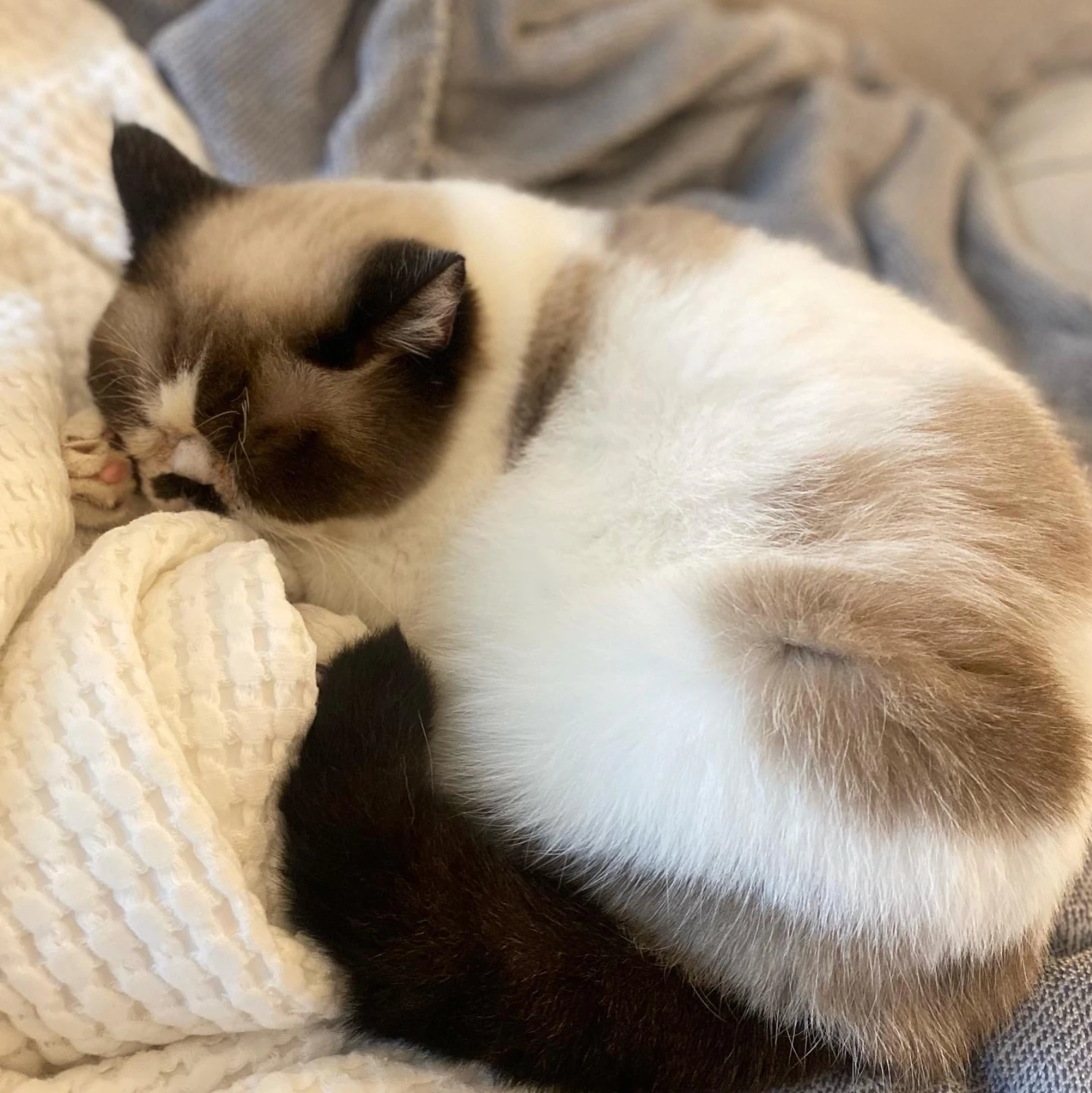 and why she eepy 😹 | Fandom