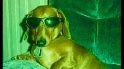 Dunno why i’m posting this but I found my current dog pfp on my old ...