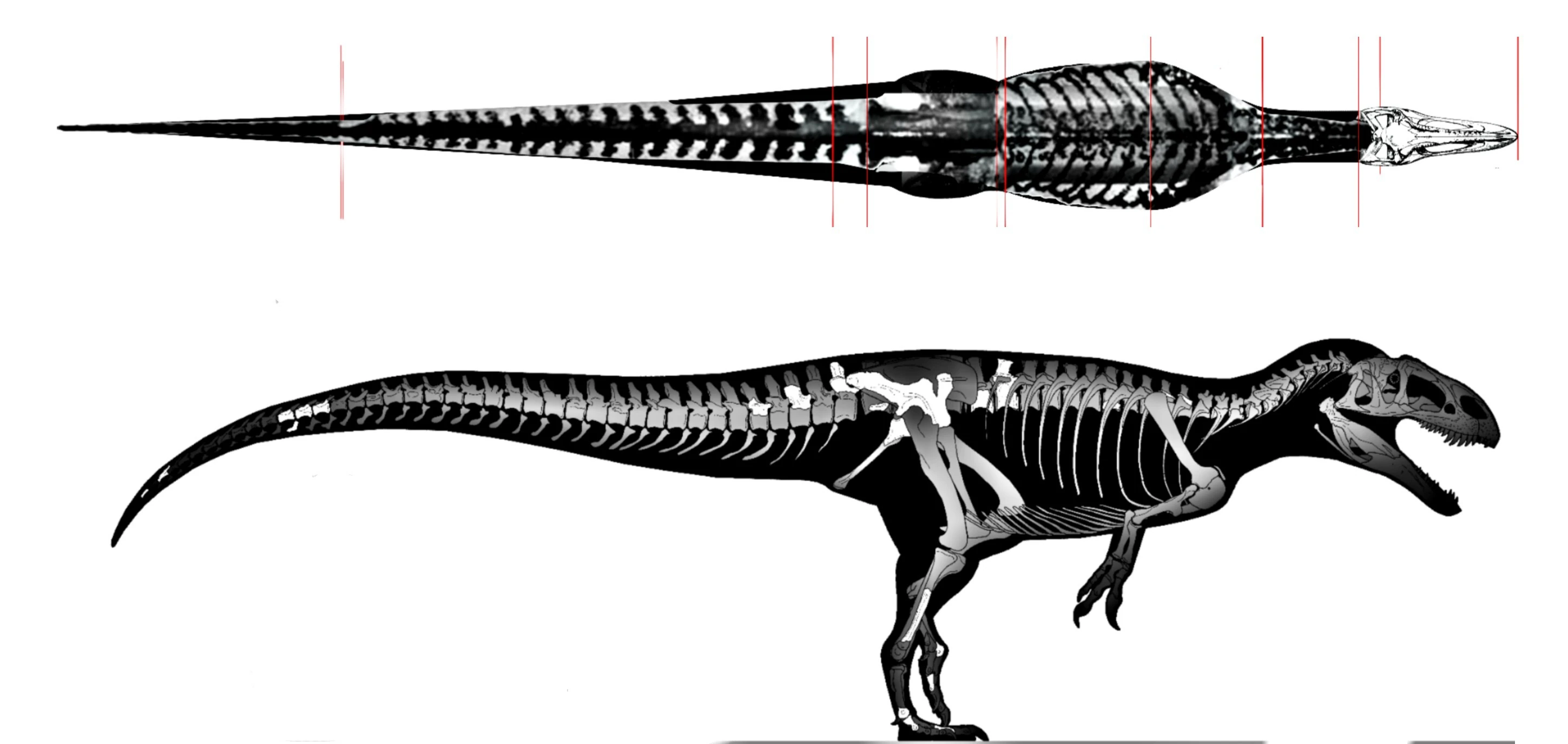 Dorsal view I made for Siats. Based off of Random's dorsal view of ...
