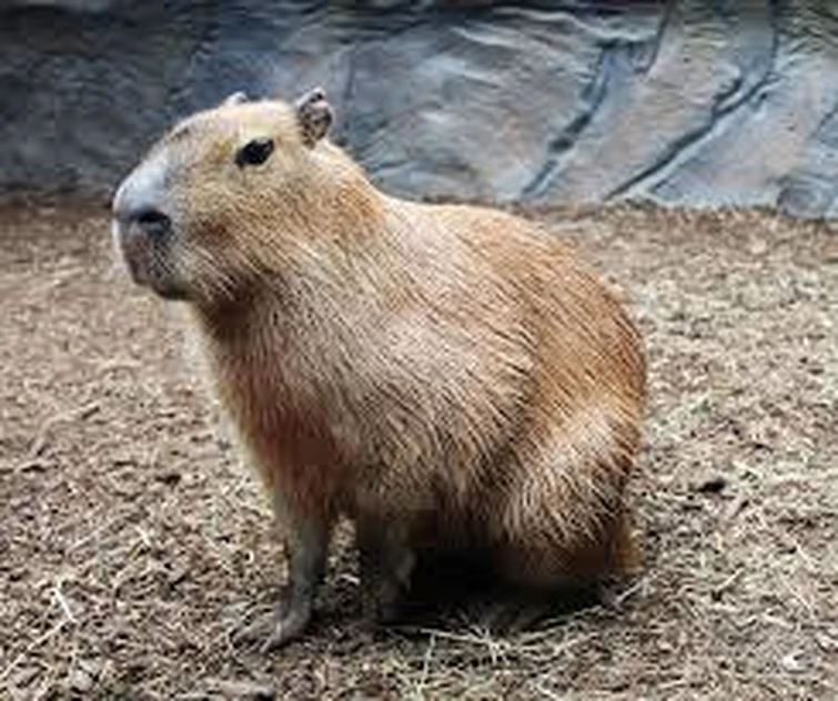 Give me objects/animals to turn into toons | Fandom