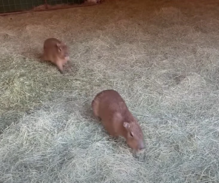 guys videa is about to come out be ready... | Fandom