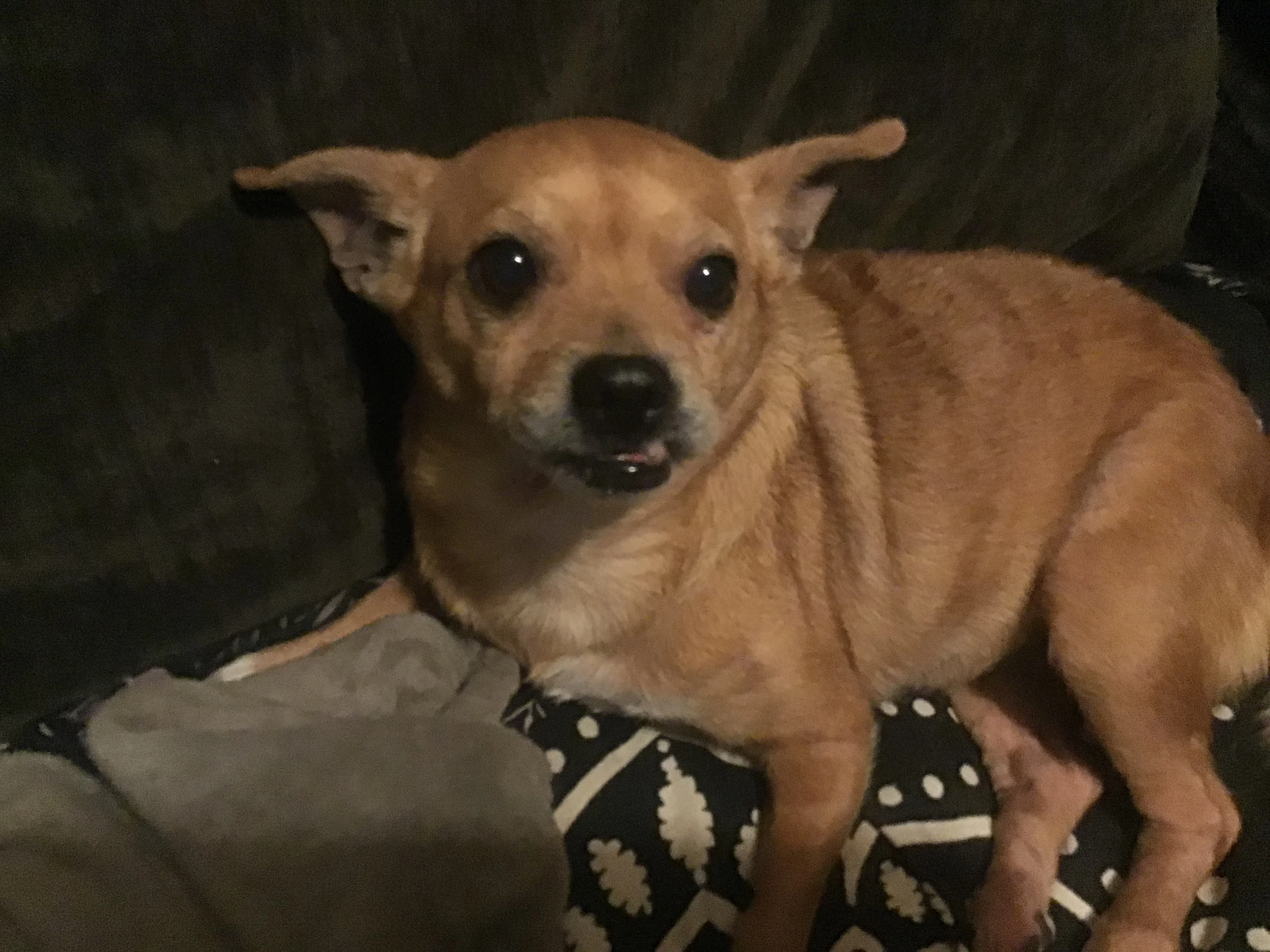 oh i forgot to tell ppl | Fandom