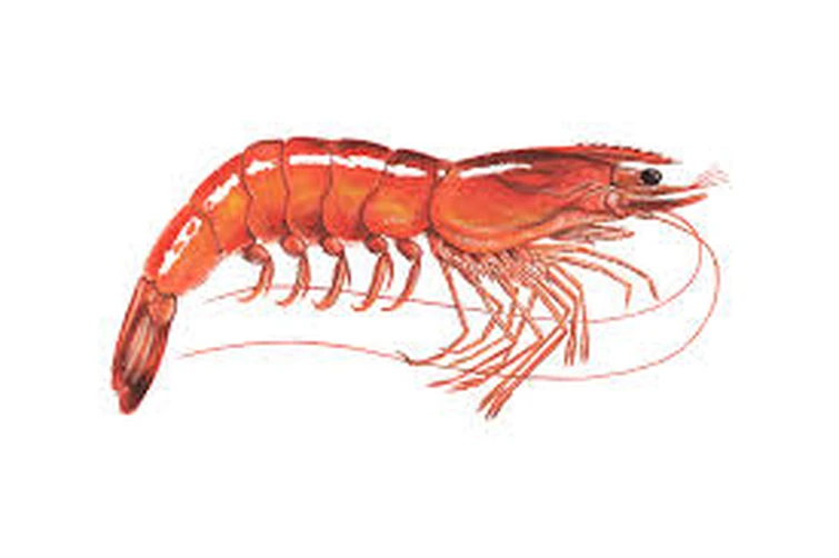 Discuss Everything About Creatures of Sonaria Wiki | Fandom