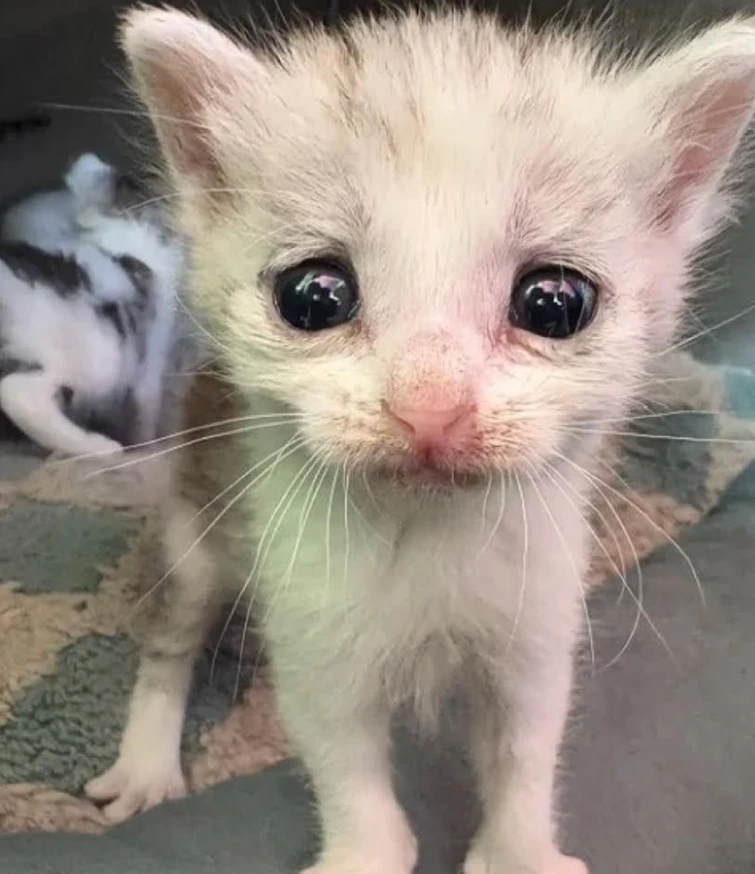 How i look bout to ask “what do u know me for” even though im 90% known for one thing | Fandom