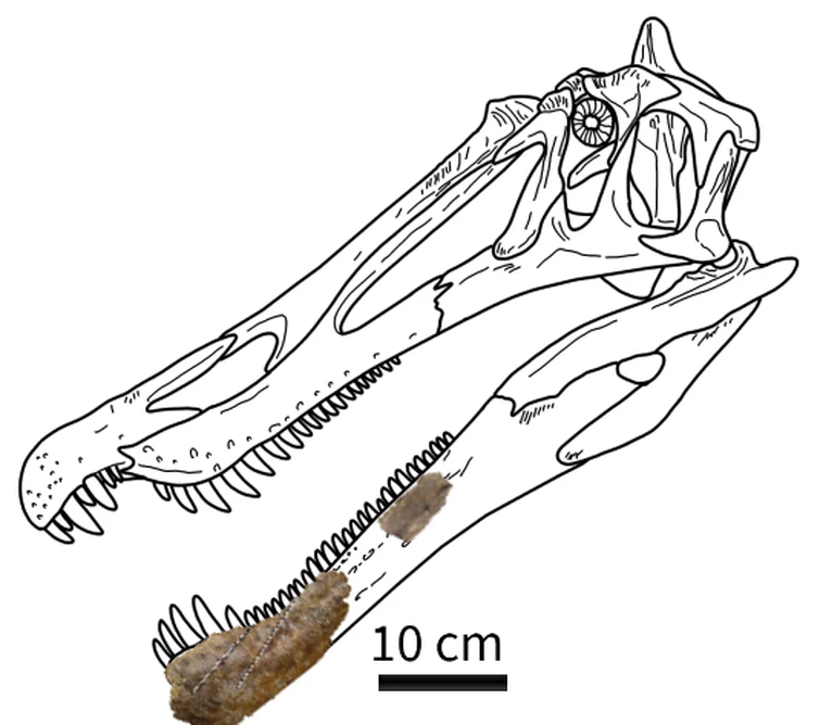 Just made Iberospinus skull reconstruction | Fandom