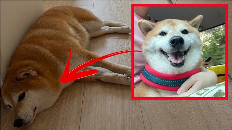 NOOOOAAHAAPAUWUSHAUA | Fandom