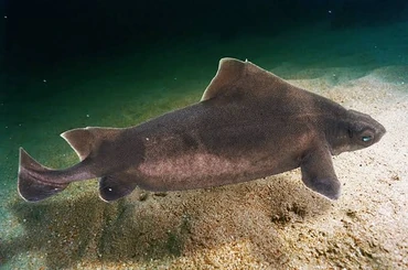 Pick a shark (winner will become a sweet gacha creature) | Fandom