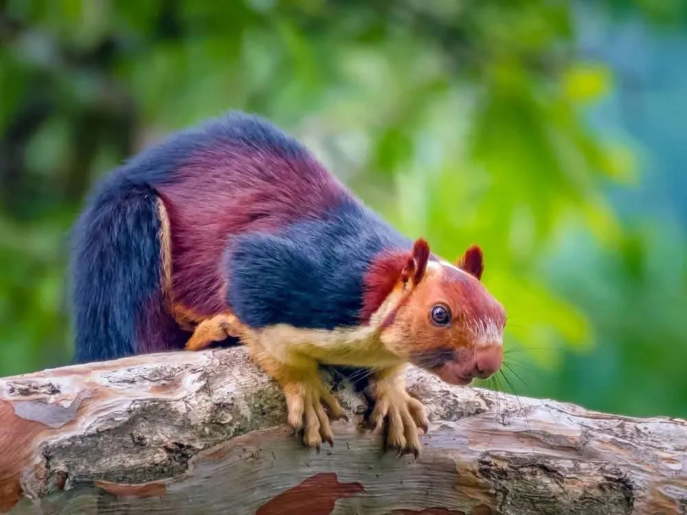 Timmy Squirrel in Real Life | Fandom