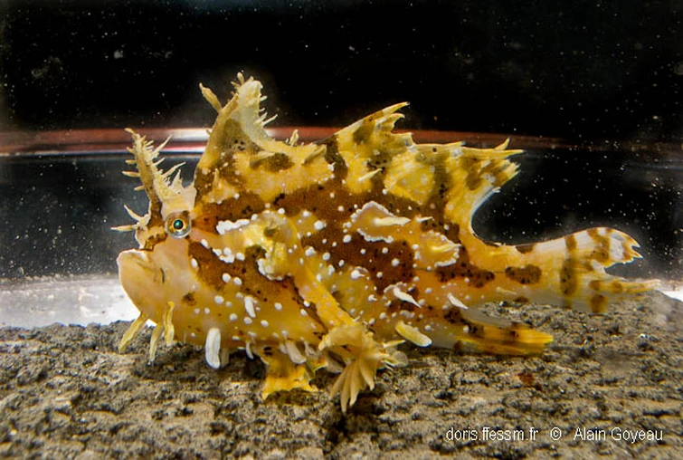 The Ogre shark | Fandom