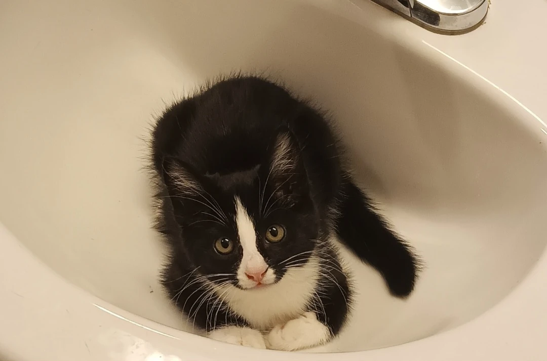 Kitty growth ️ | Fandom