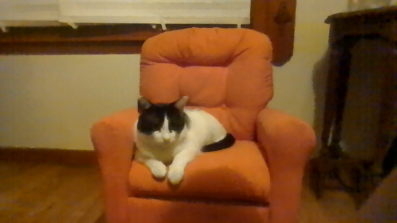 my cat has his own chair :3 | Fandom