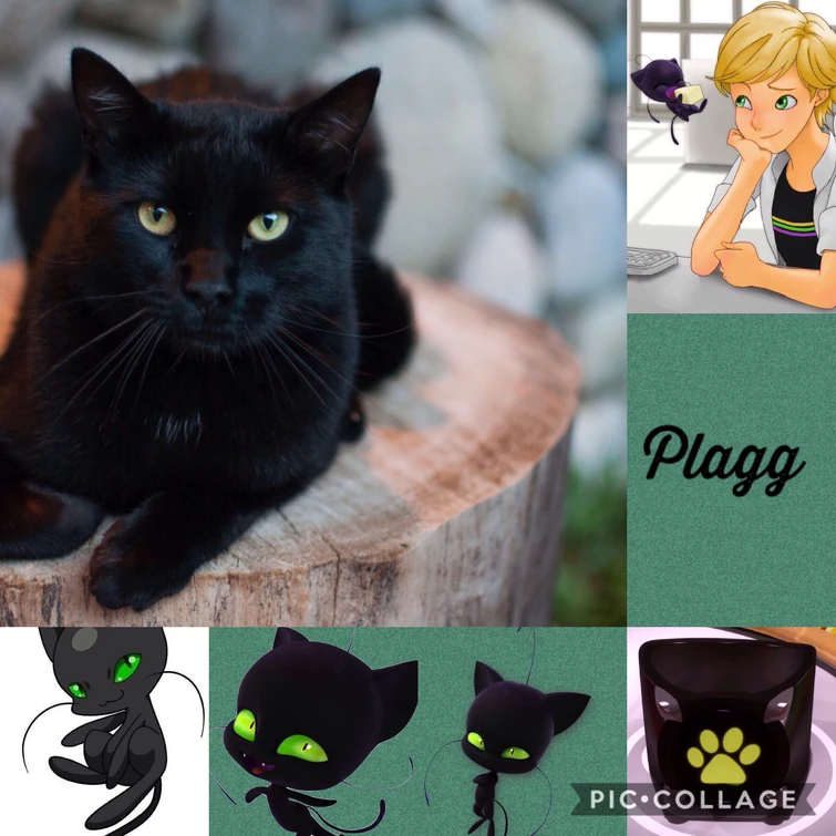 Cat Noir Collage | Fandom
