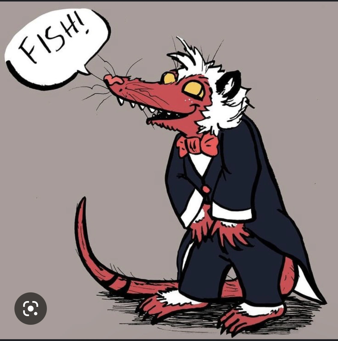 Oh my good a fucking possum | Fandom