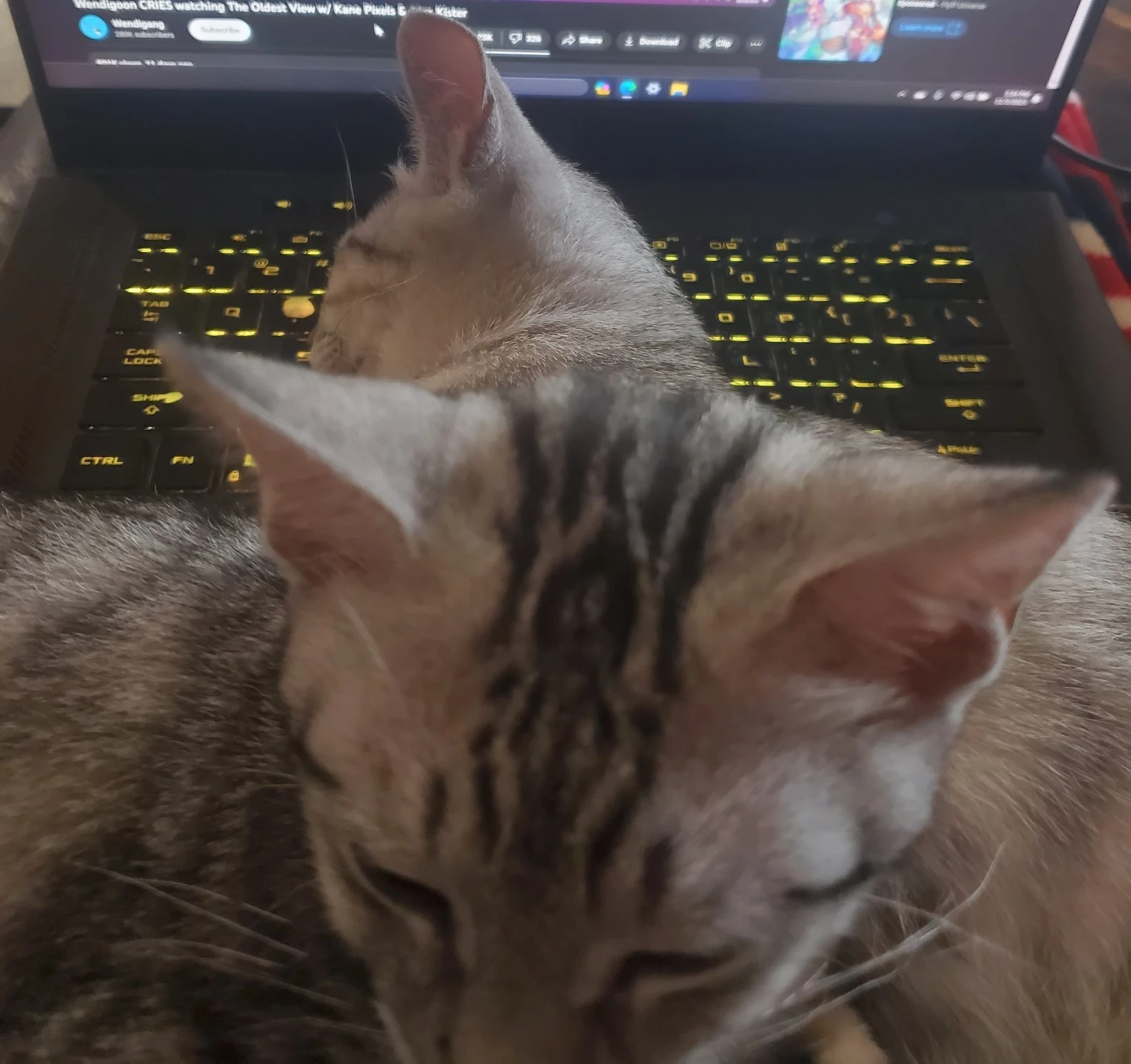 Two cats on mah lap | Fandom