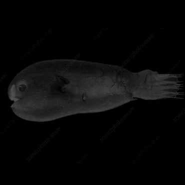 Discuss Everything About Pressure Wiki | Fandom