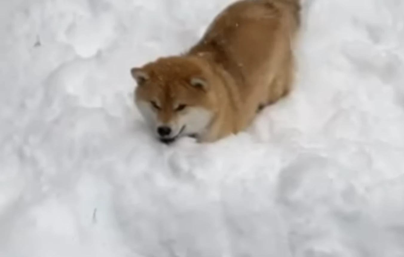 dogs in snow | Fandom