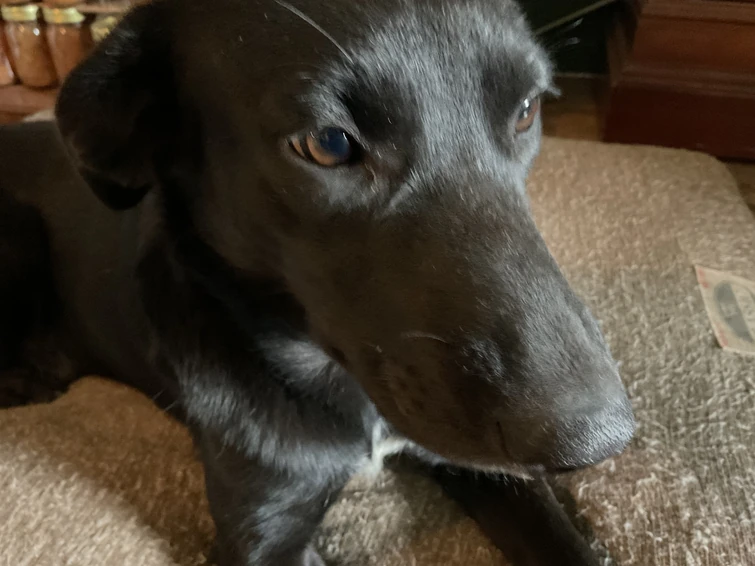 Rate gabby the puppy out of 10 | Fandom