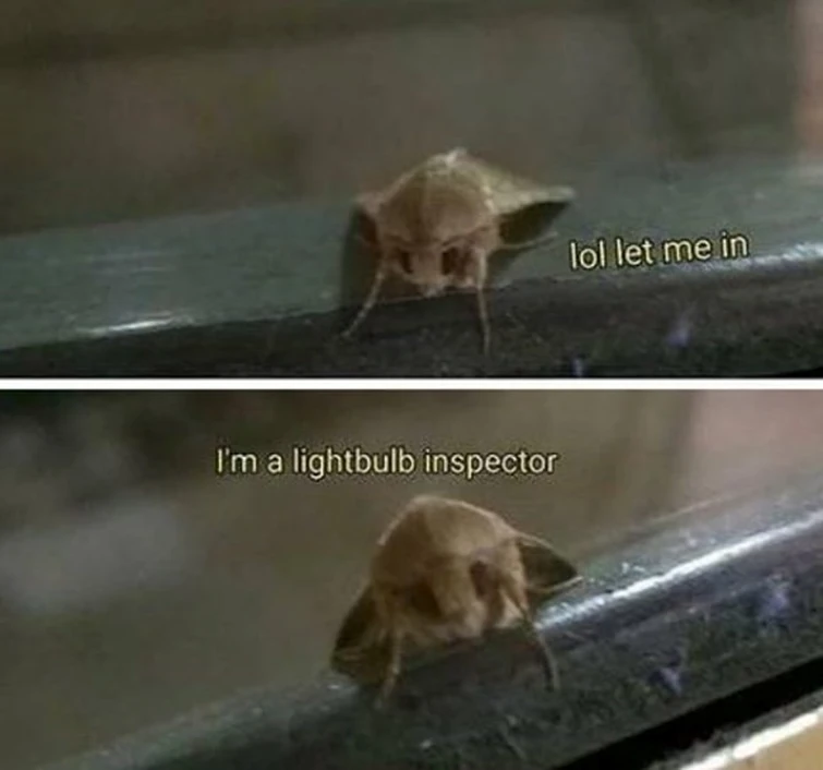 Moth MEMES | Fandom