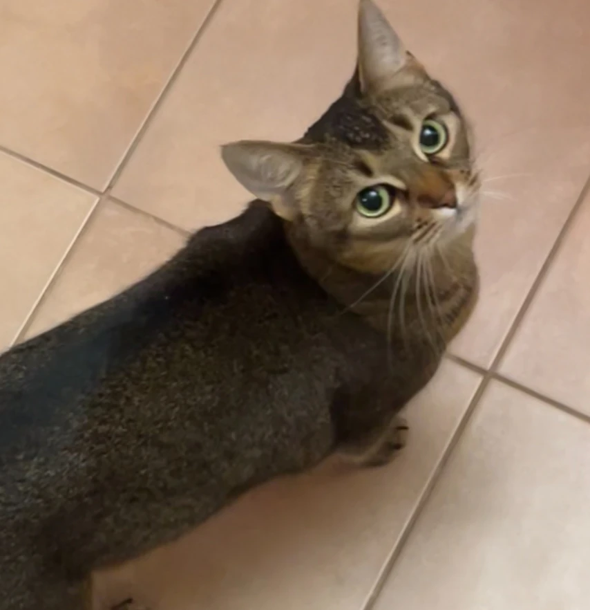 MY CAT!!!!!:3:3 | Fandom