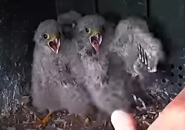 Scared birds | Fandom