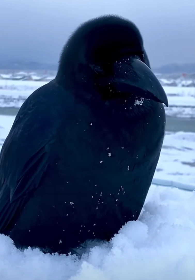 which killer has the most fire themes | Fandom