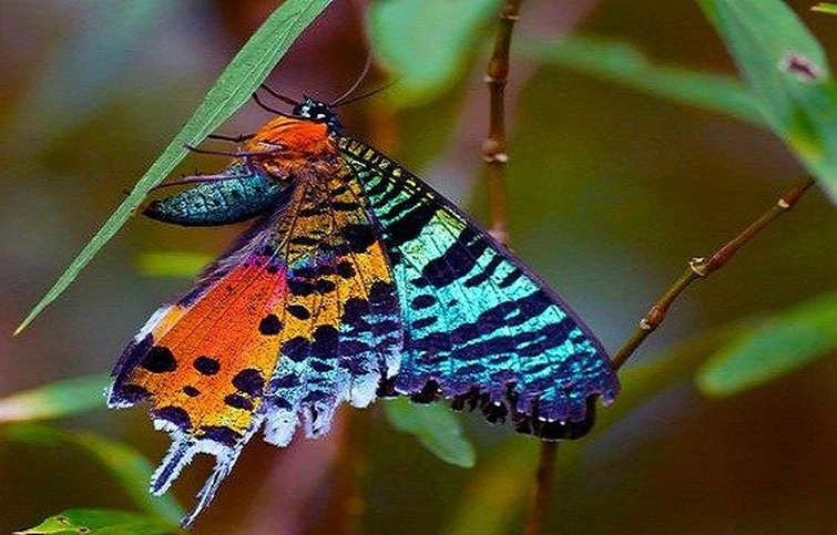 Madagascan Sunset Moth for Silkwing Insp | Fandom