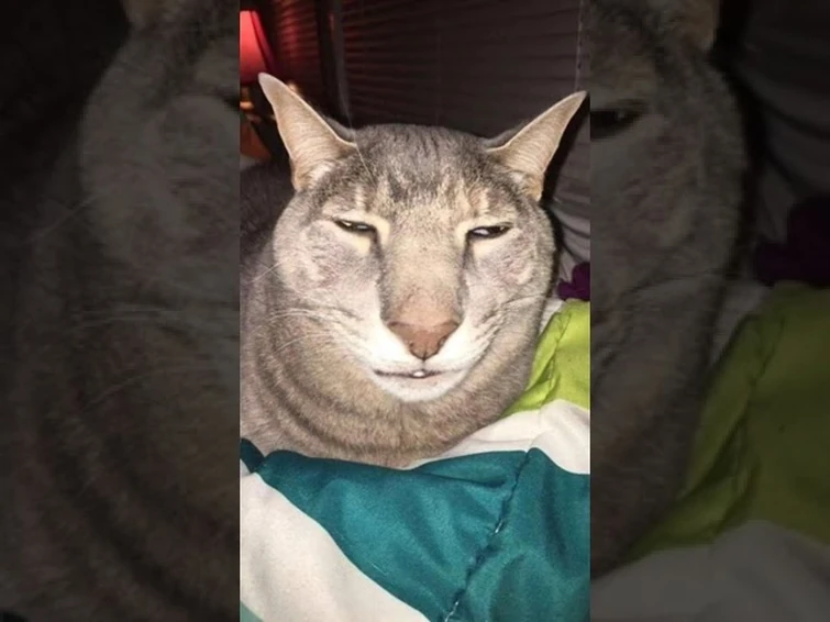 this goes in general, right? | Fandom