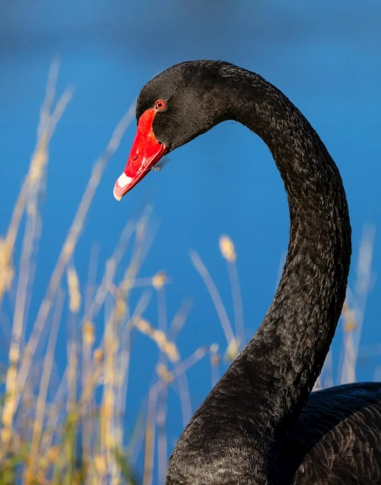 New silly alert..... | Fandom