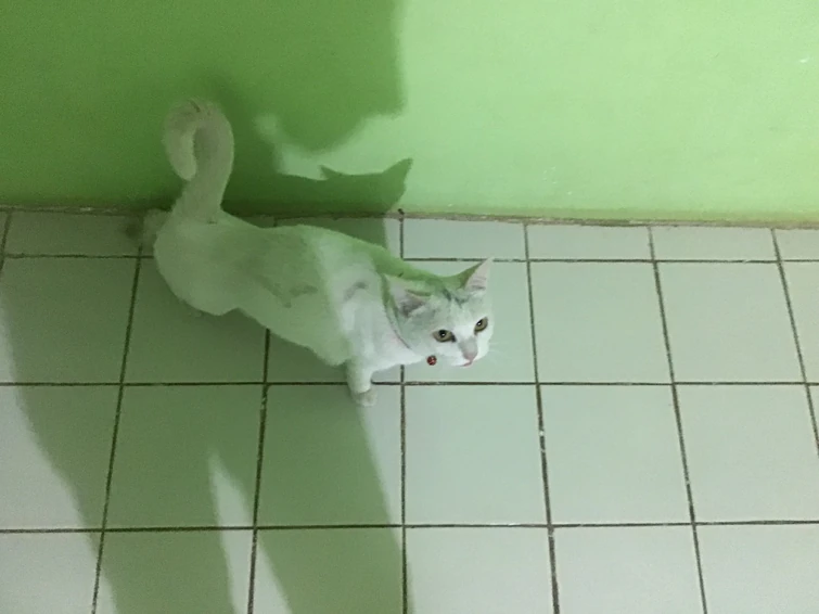 Daily Cat Image #744 | Fandom