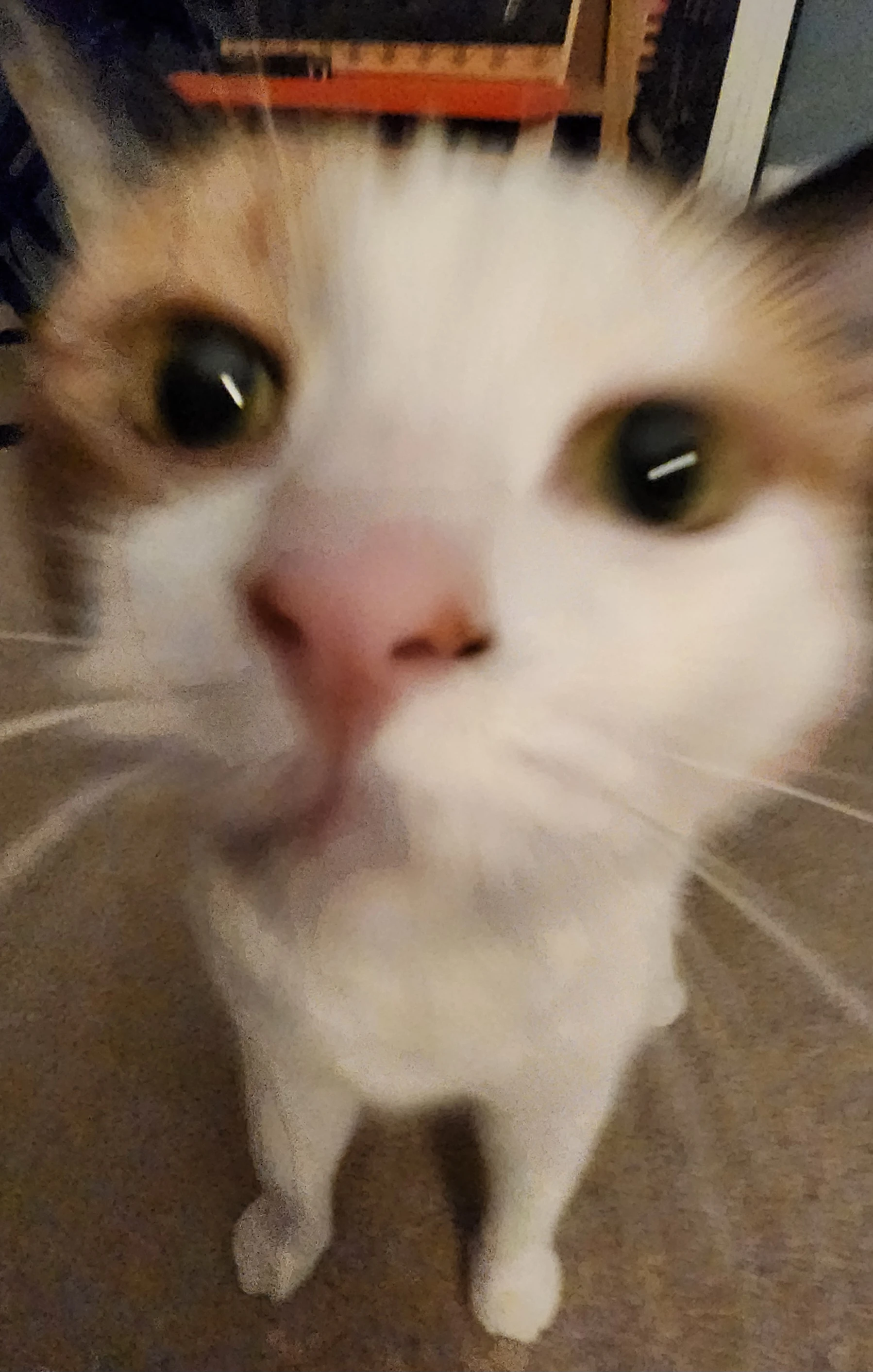 boy why you so gnarp gnarp | Fandom