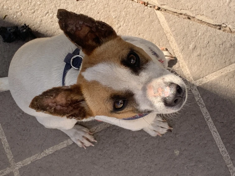 Dis is Augie | Fandom