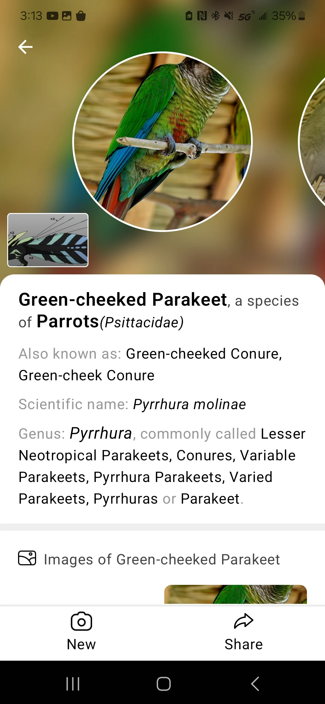 Searching animal species with cos creatures | Fandom