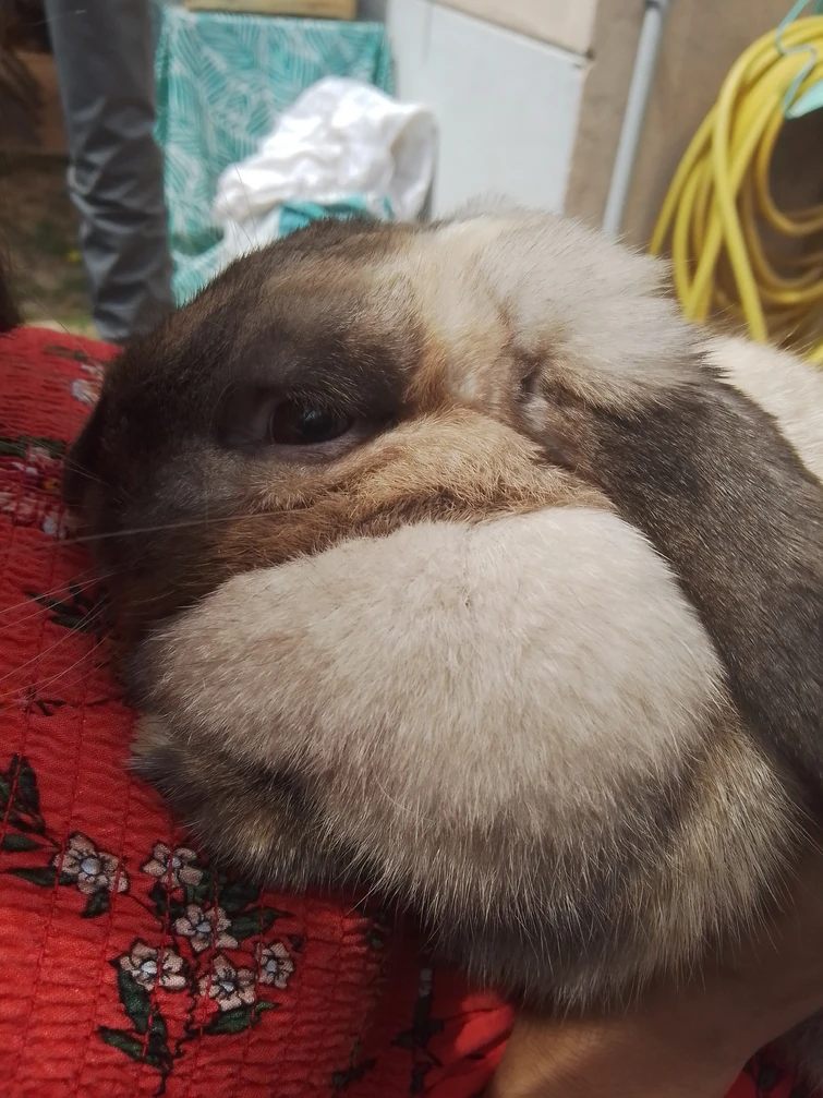 Did I ever mention that I have a bunny? | Fandom