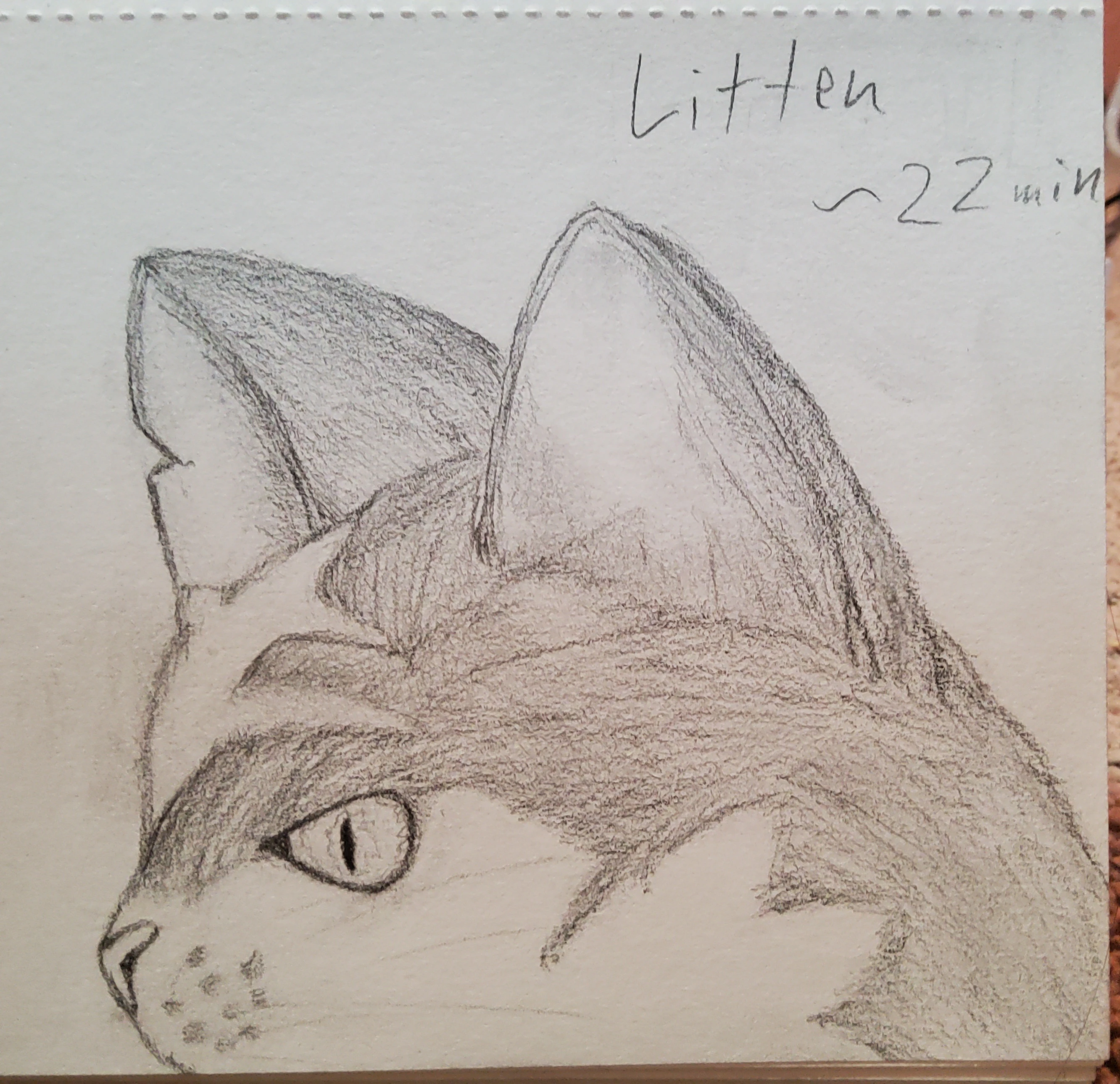 Drawing of Litten | Fandom