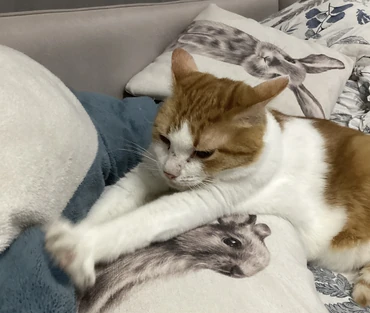 Discuss Everything About Creatures of Sonaria Wiki | Fandom