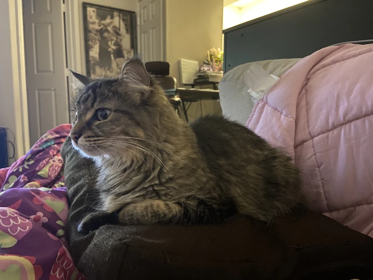 My irl pets | Fandom