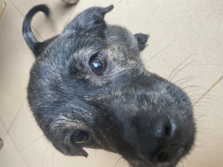 Will there be public testing for Talona map? | Fandom