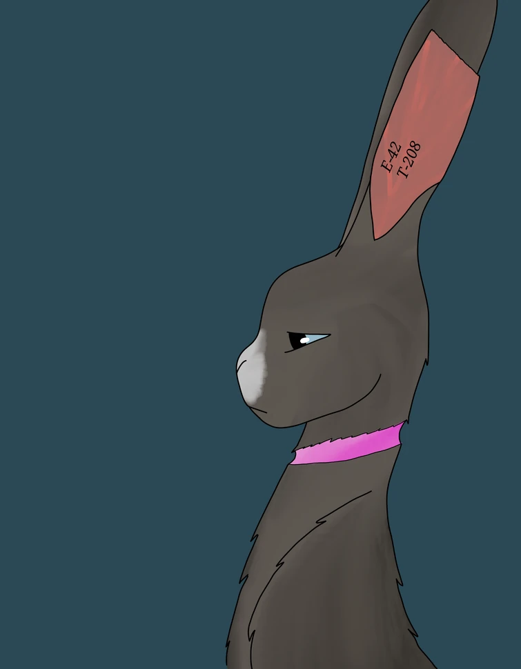 Rabbit (Scar warning) | Fandom