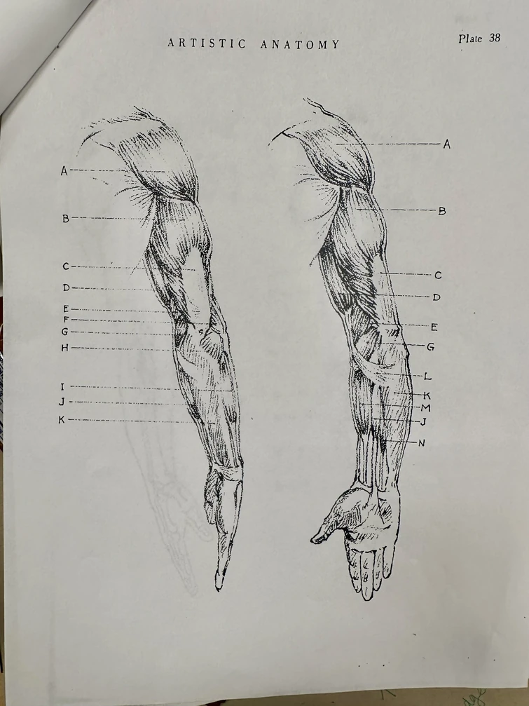 Want some anatomy references for drawing? No? Too bad | Fandom
