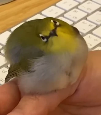 borb | Fandom