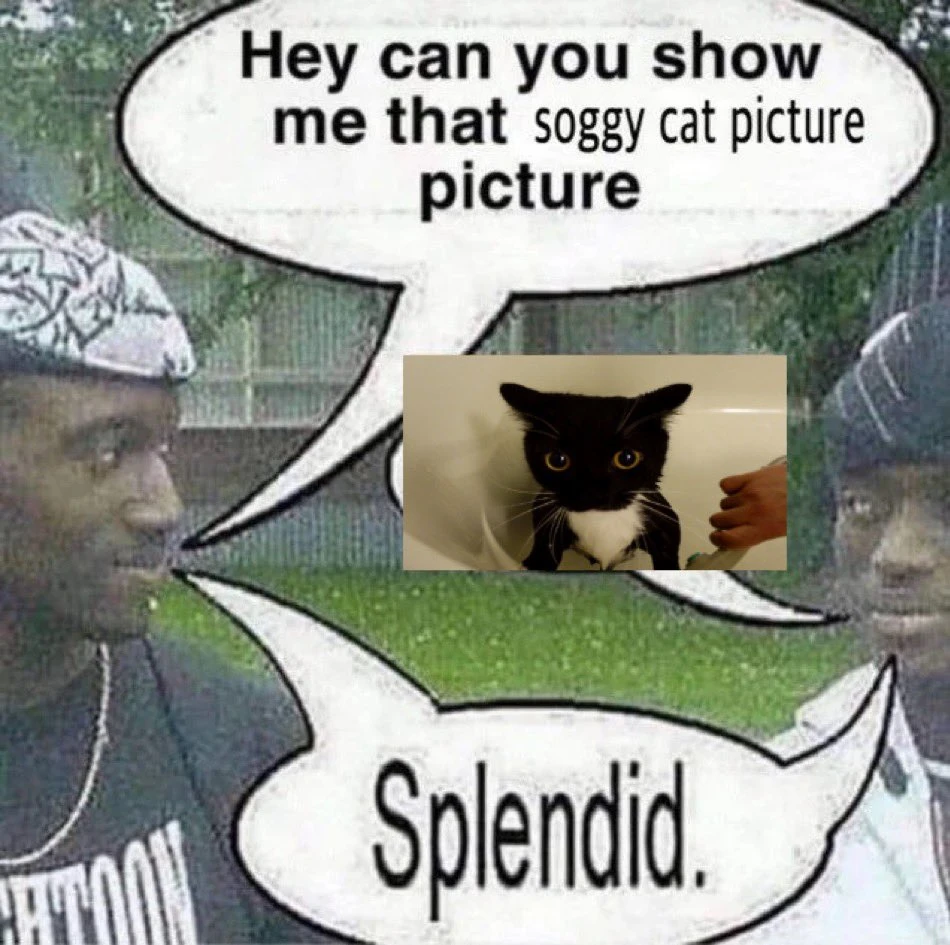 soggy cat | Fandom