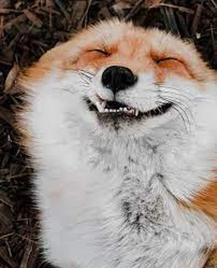 Happy Friday here's a FOX | Fandom
