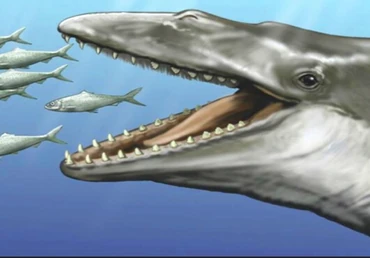 The small sperm whale, or the blended tooth whale. Which is your ...