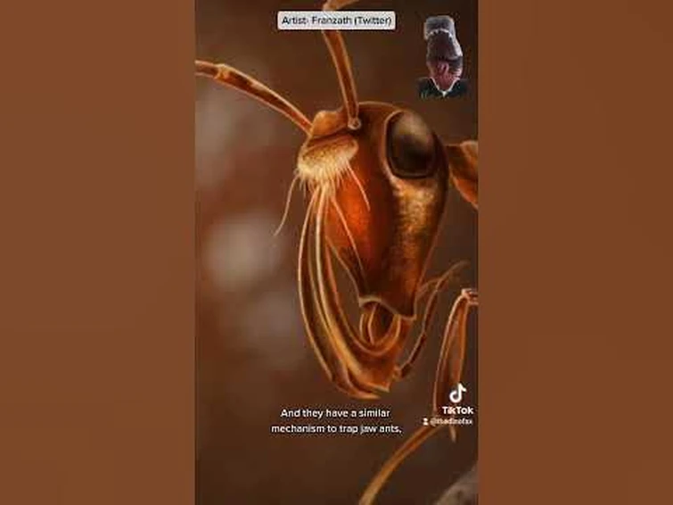 Discuss Everything About Dinopedia | Fandom